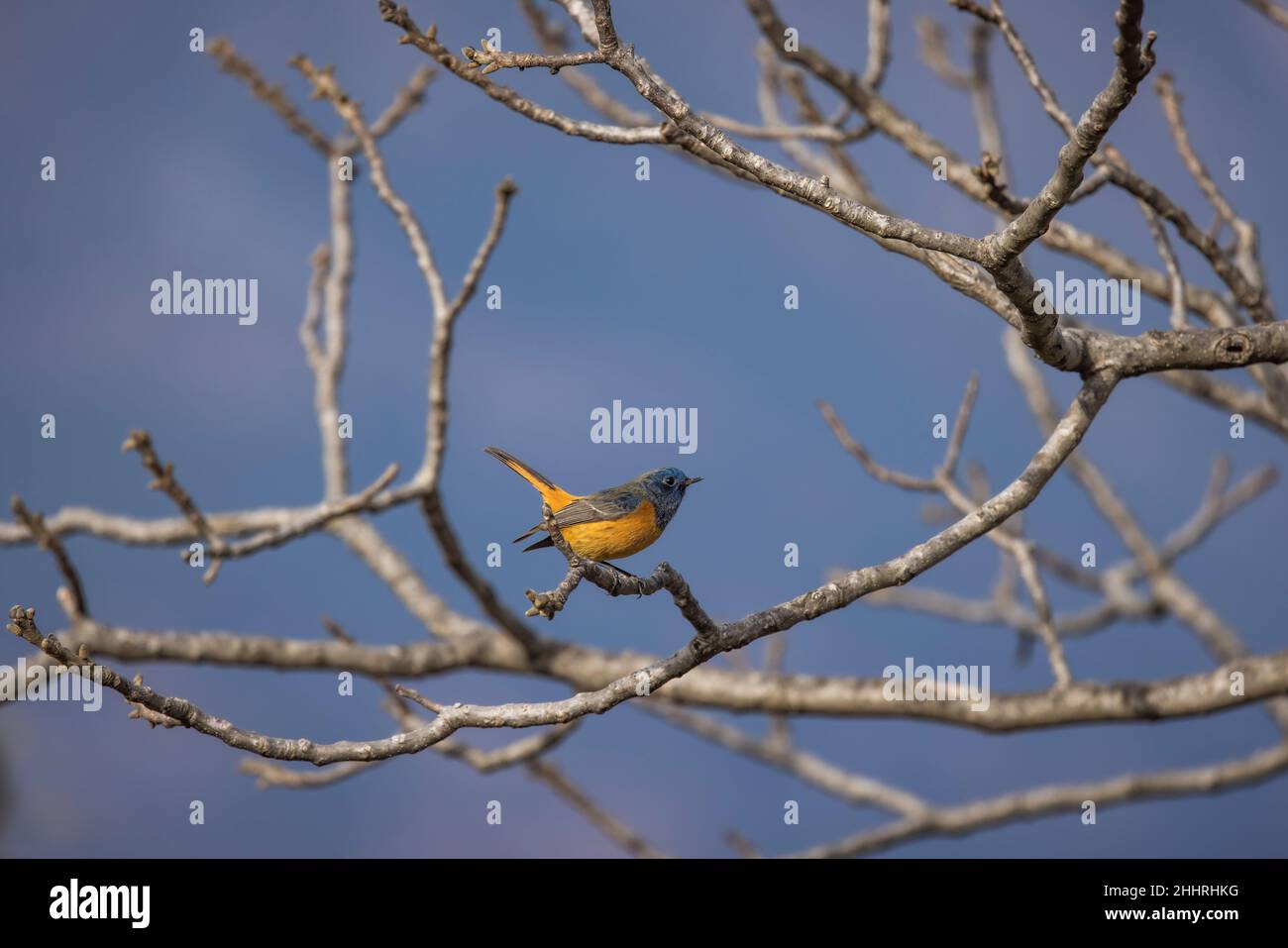 Blue Fronted Redstart, Phoenicurus frontalis, male, Uttarakhand, India ...