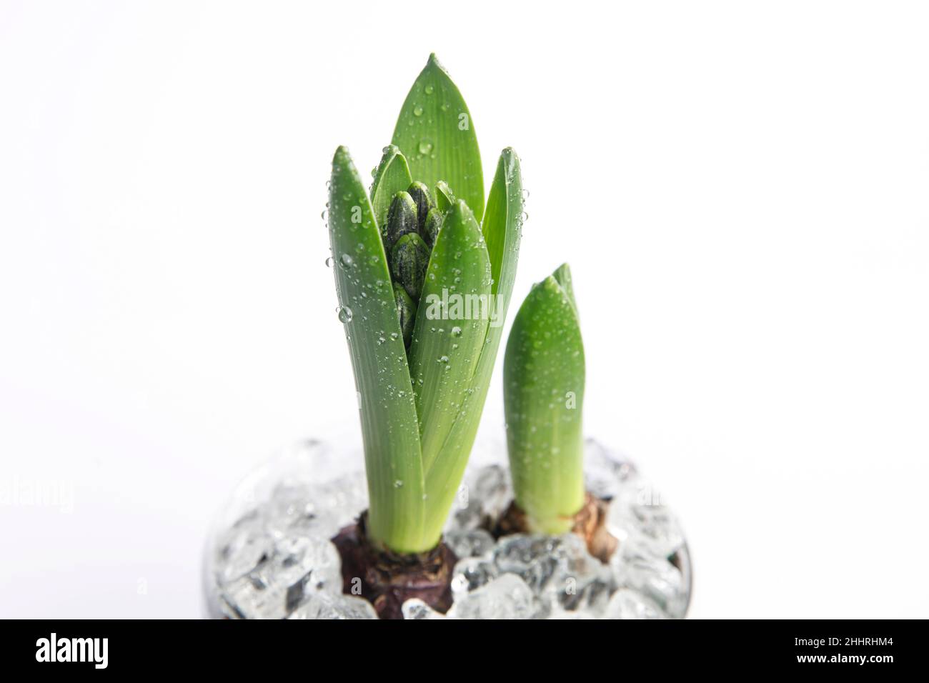 White forest hyacinths hi-res stock photography and images - Alamy