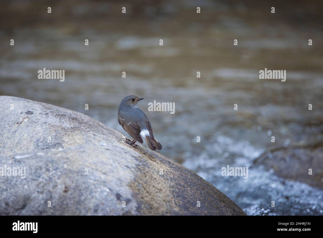 White-capped Redstart, Phoenicurus leucocephalus, male, Uttarakhand ...