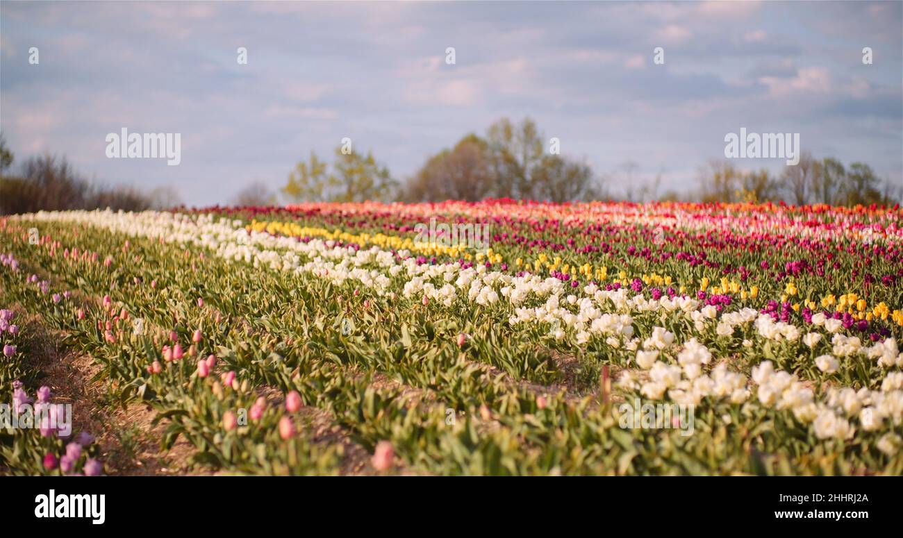 Wide View of Blooming Tulips on Agriculture Field in Netherlands on ...