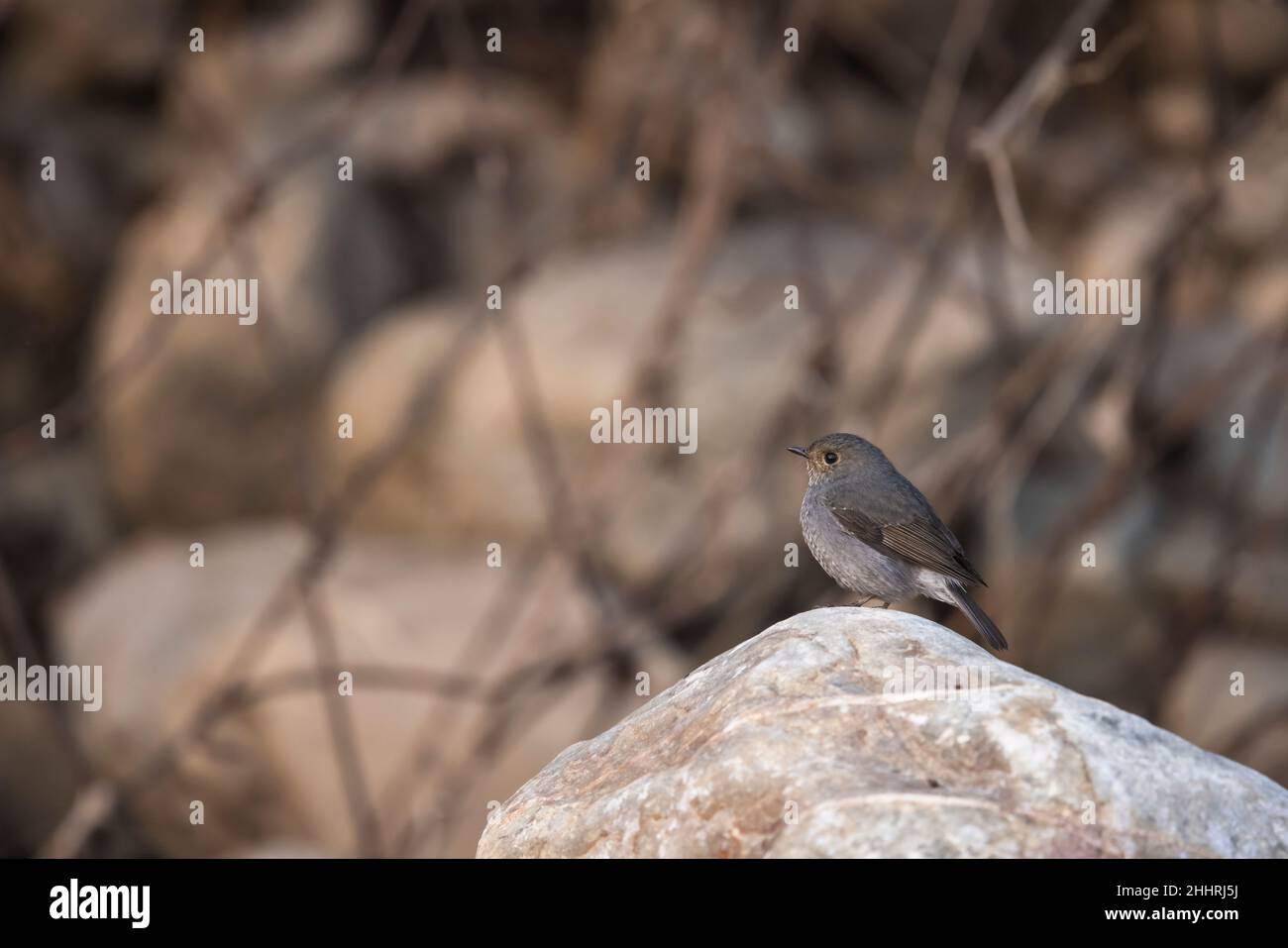 White-capped Redstart, Phoenicurus leucocephalus, male, Uttarakhand ...