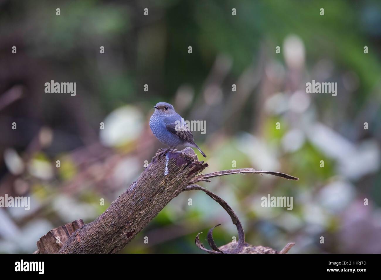 White-capped Redstart, Phoenicurus leucocephalus, male, Uttarakhand ...