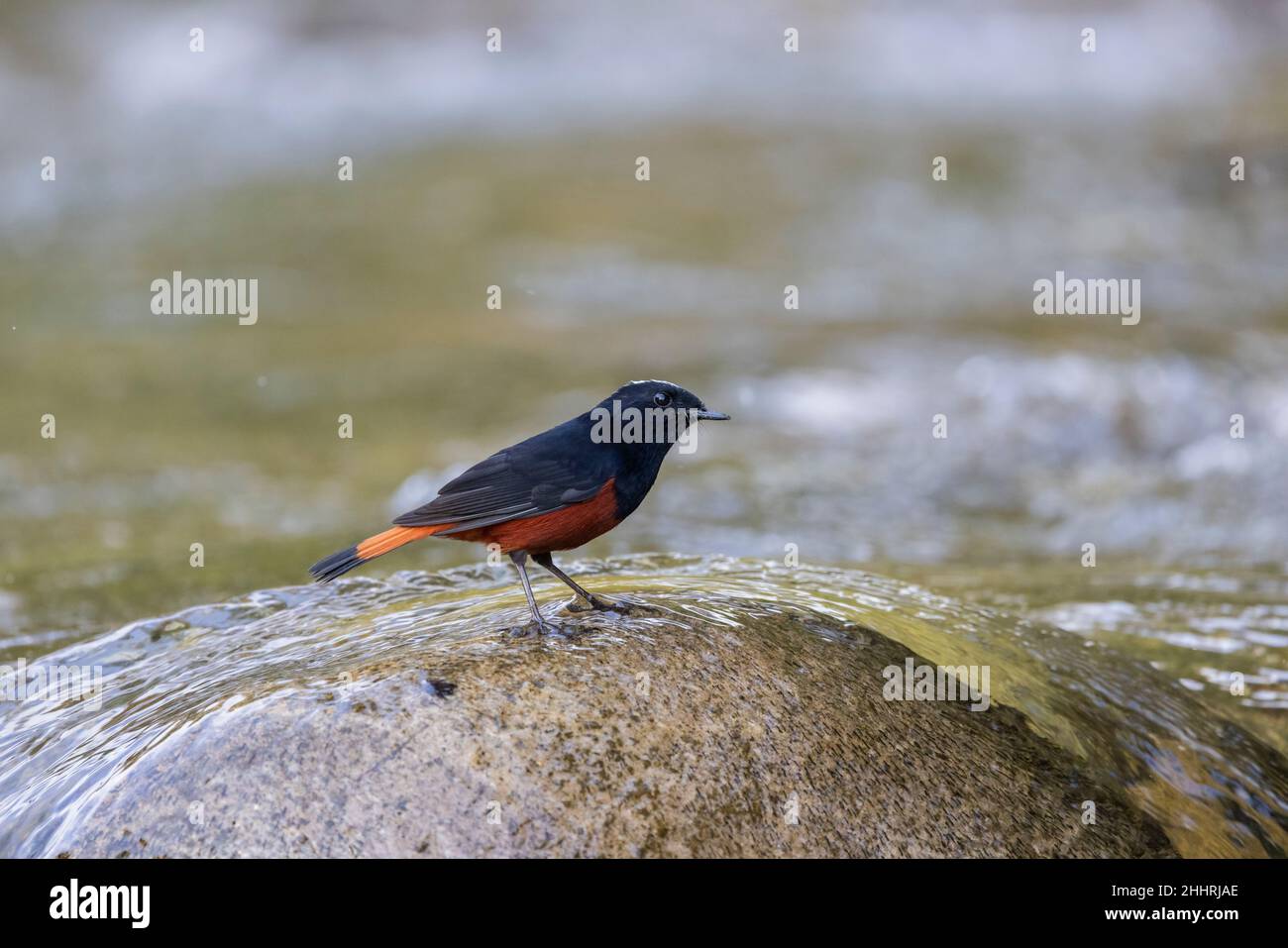 White-capped Redstart, Phoenicurus leucocephalus, male, Uttarakhand ...