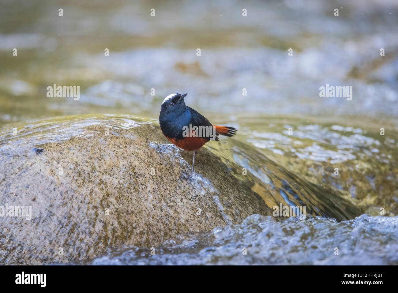 White-capped Redstart, Phoenicurus leucocephalus, male, Uttarakhand ...