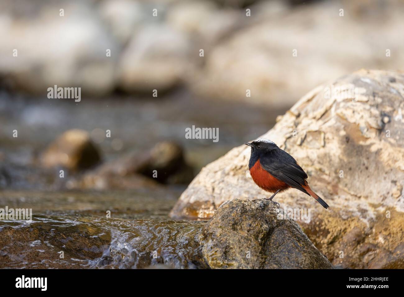 White-capped Redstart, Phoenicurus leucocephalus, male, Uttarakhand ...