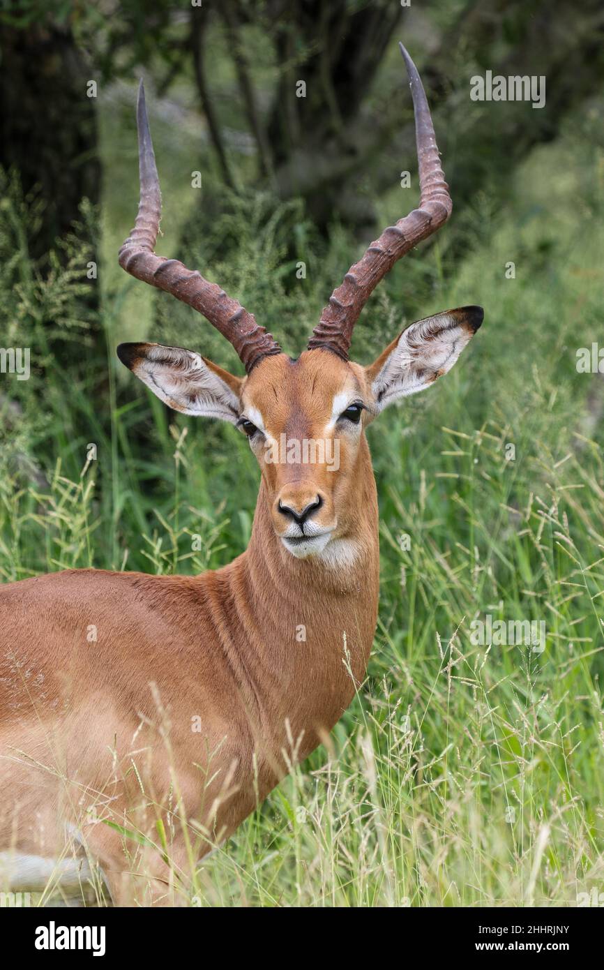 Impala ram in the Kruger National Park Stock Photo - Alamy