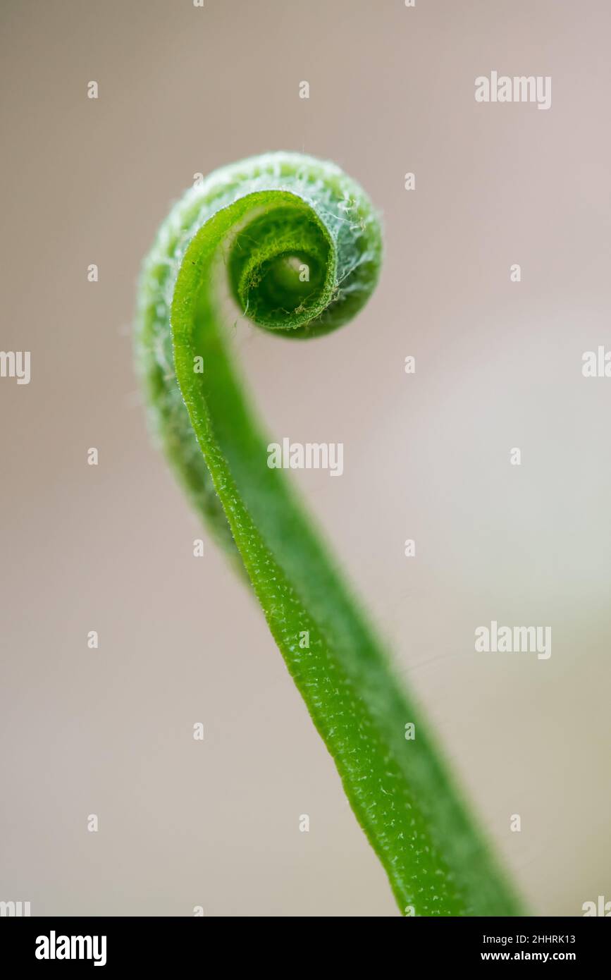 Curved fern leaf hi-res stock photography and images - Alamy