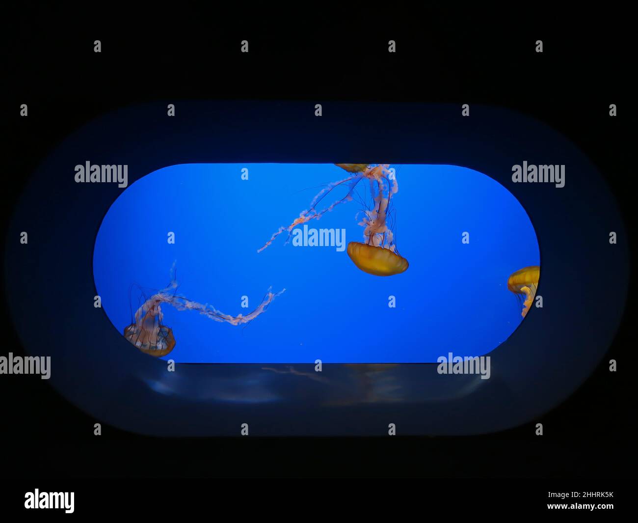 Sea Nettles as Seen Through a Viewing Window at the Steinhart Aquarium ...
