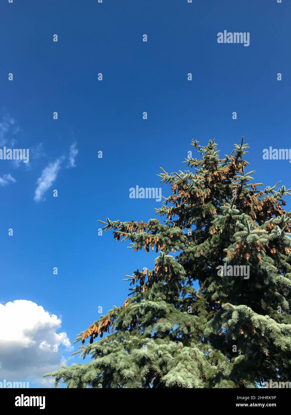 Top view of pine tree with cones, blue sky with clouds Stock Photo - Alamy