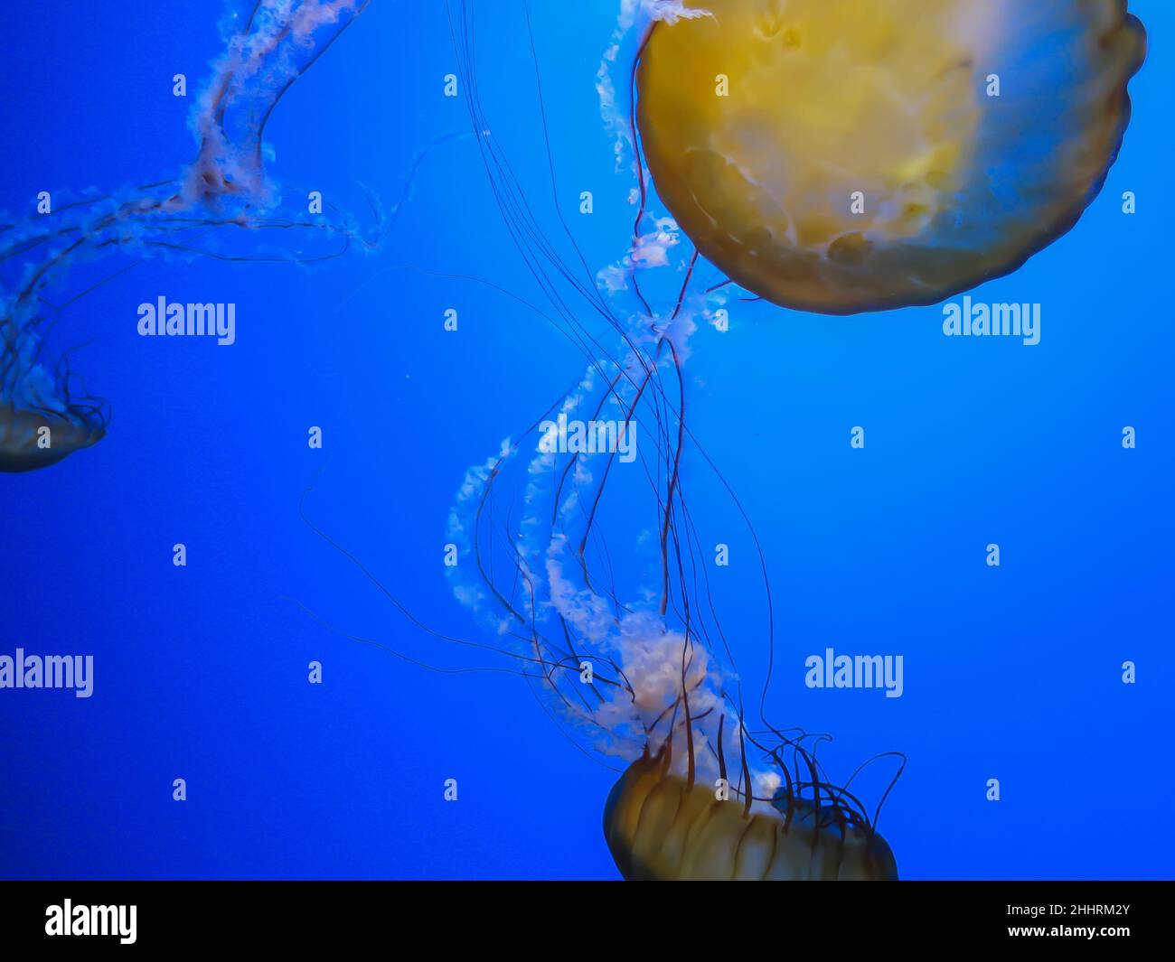 Sea Nettles on Display at the Steinhart Aquarium, San Francisco Stock ...