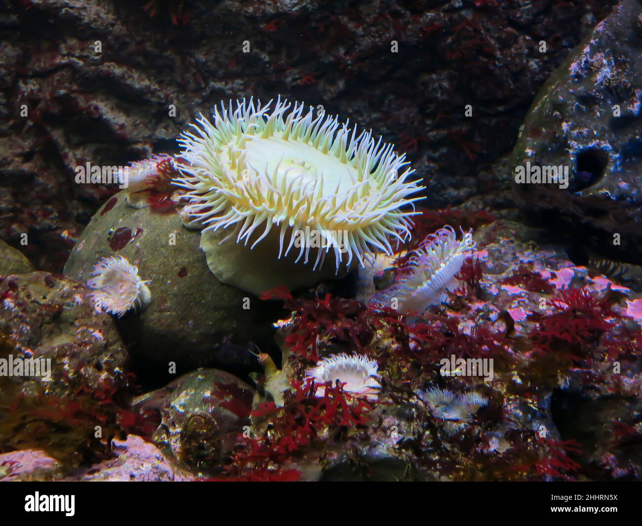 Aggregating Anemone Among Rock Formation, Steinhart Aquarium, San ...