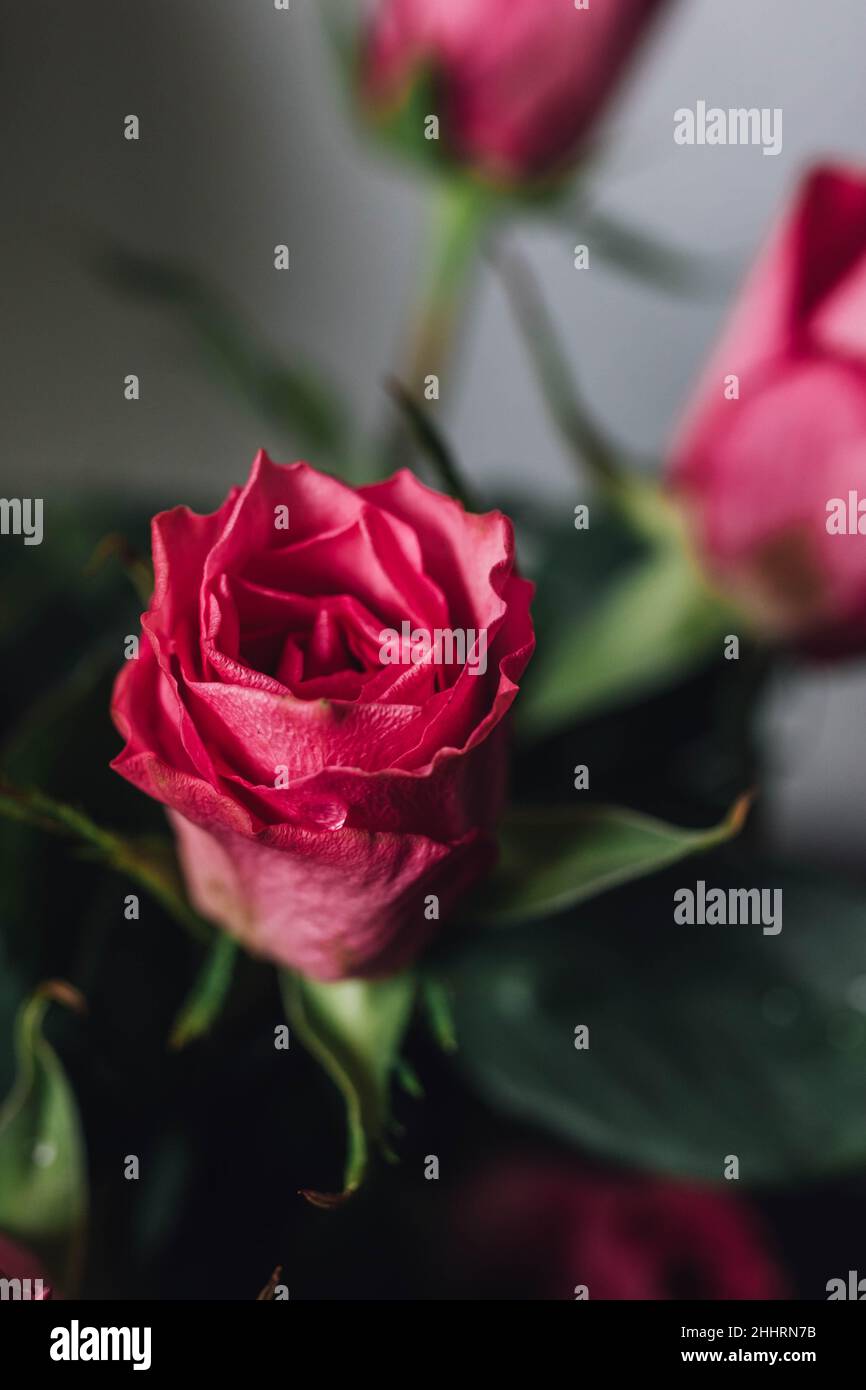Dark pink rose hi-res stock photography and images - Alamy