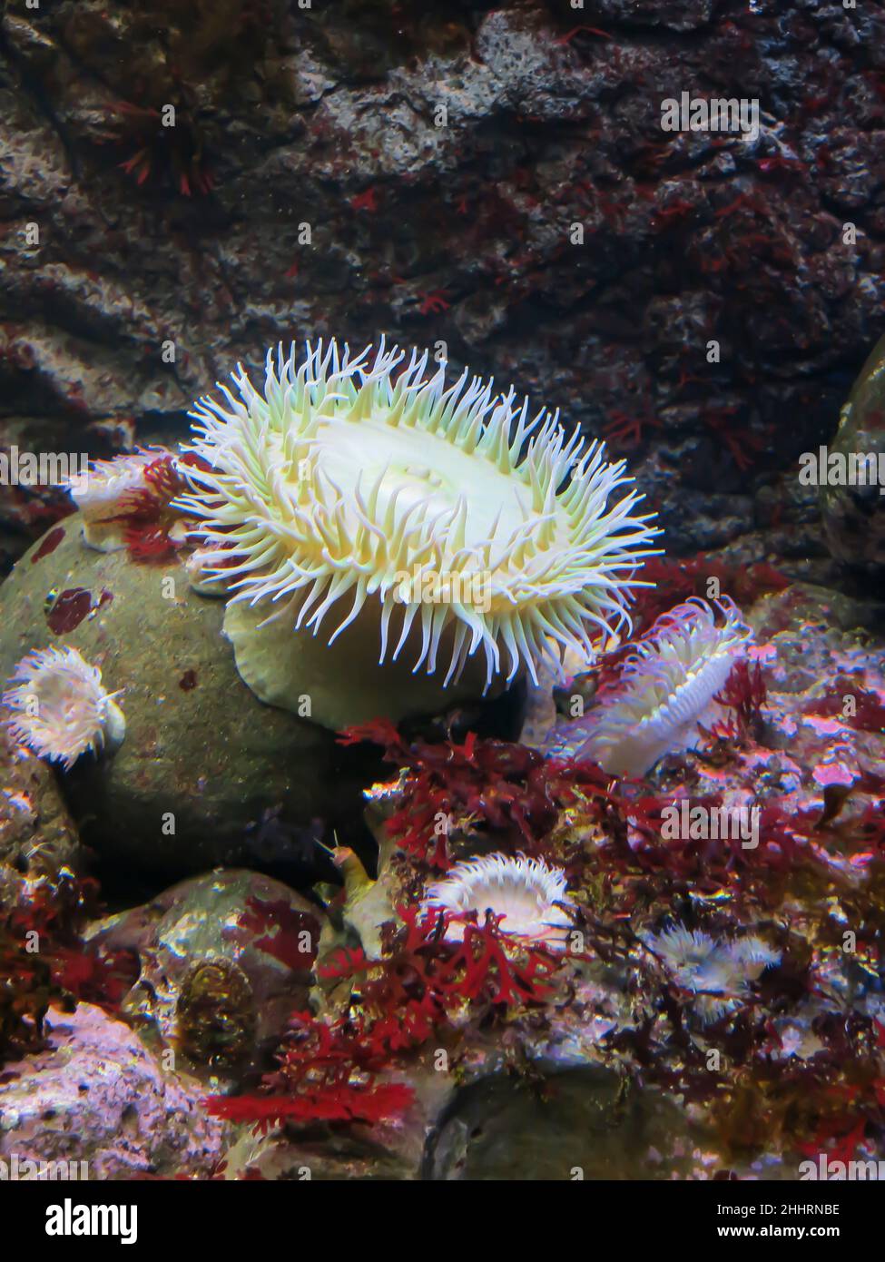 Aggregating Anemone Among Rock Formation, Steinhart Aquarium, San ...