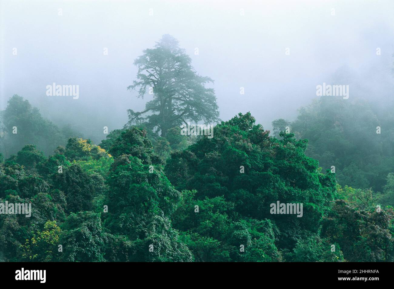 Trees in Modi Khola Valley Annapurna Region, Nepal Stock Photo - Alamy