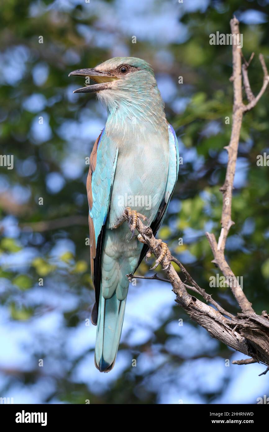 Southern blue roller hi-res stock photography and images - Alamy