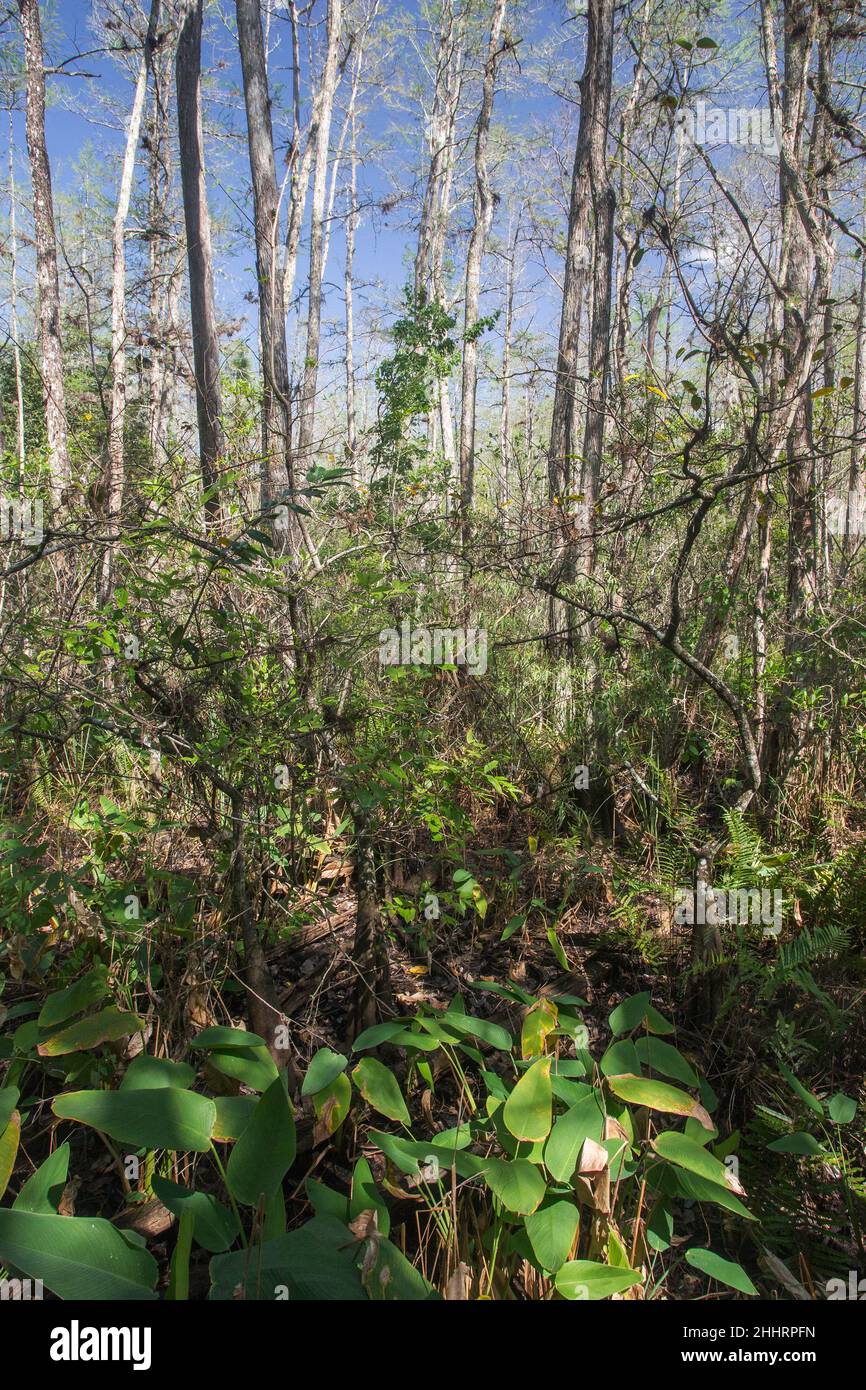 Corkscrew swamp sanctuary trail hi-res stock photography and images - Alamy