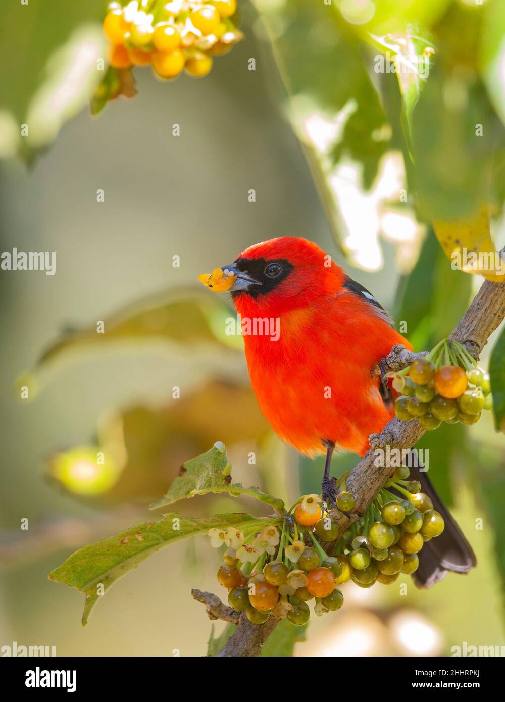 Flame-Colored Tanager (Piranga bidentata Stock Photo - Alamy