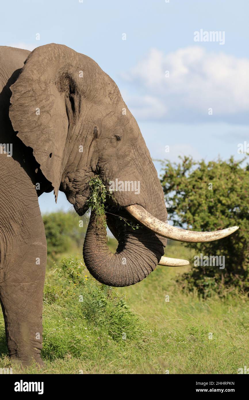 Elephant in the kruger hi-res stock photography and images - Alamy