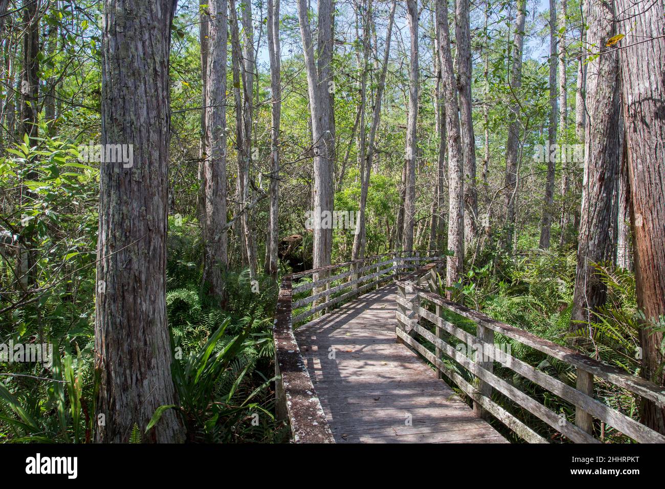 Corkscrew swamp sanctuary trail hi-res stock photography and images - Alamy