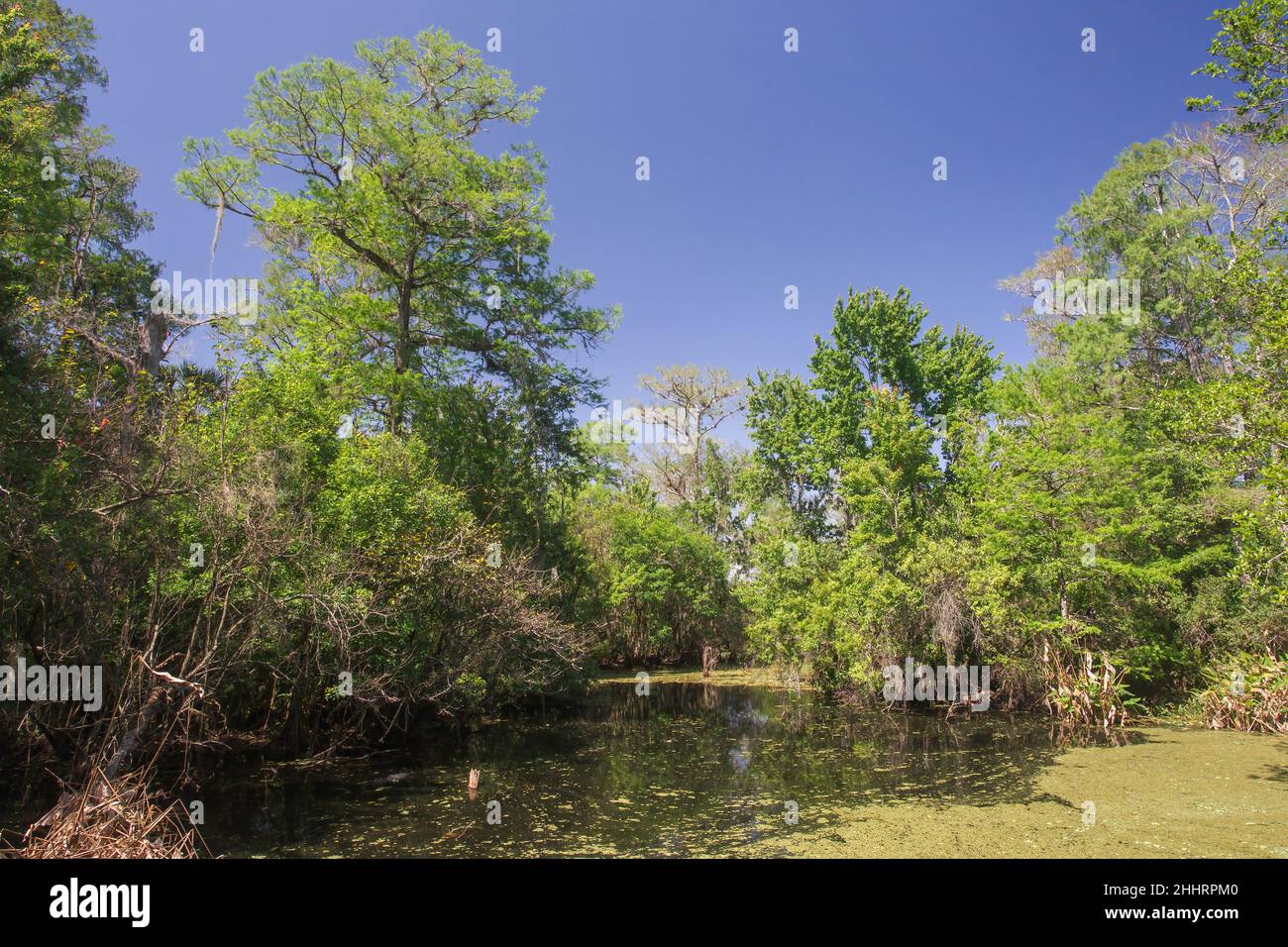 Corkscrew swamp sanctuary trail hi-res stock photography and images - Alamy