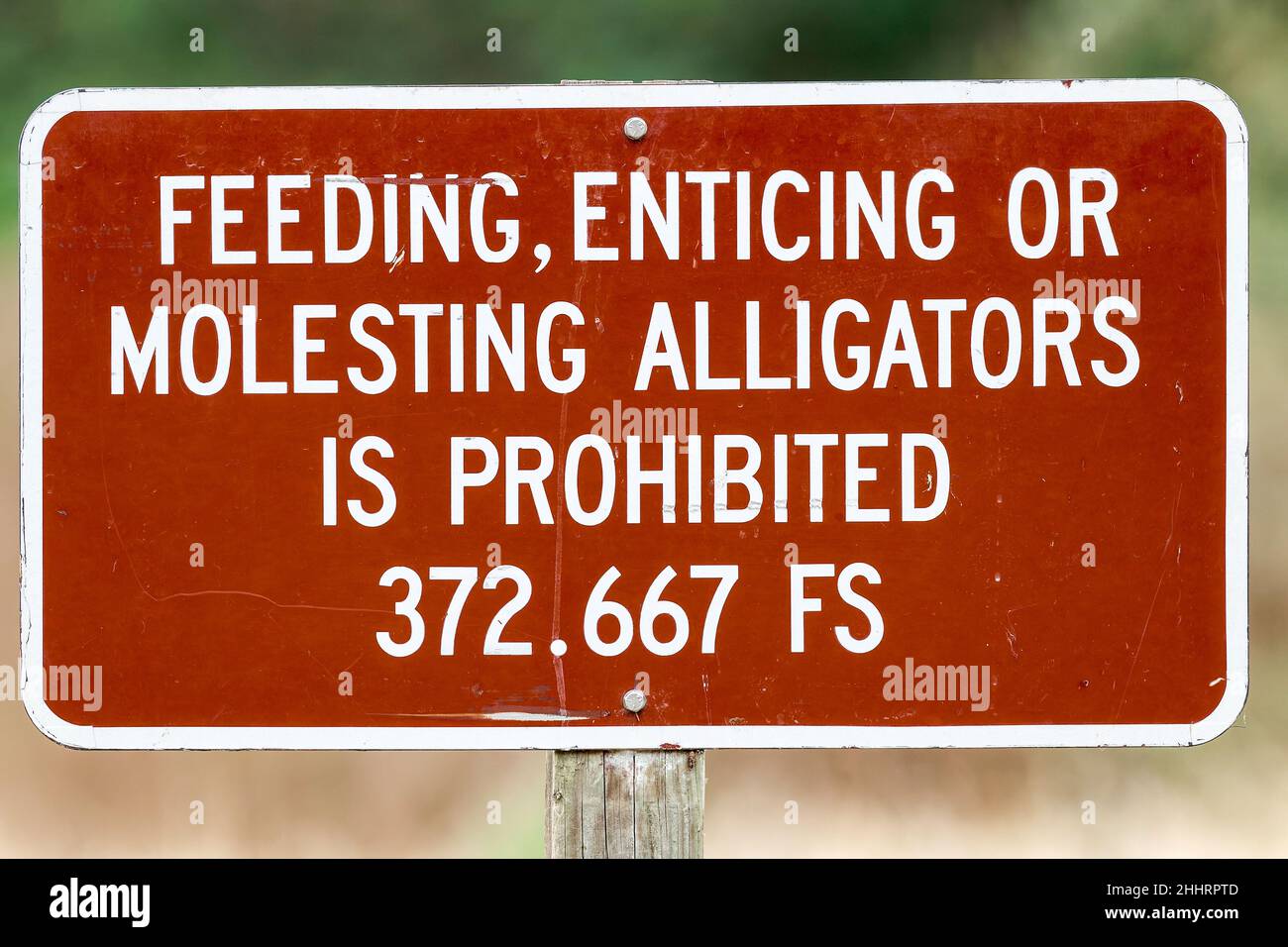 Alligator warning sign, Florida, USA Stock Photo - Alamy