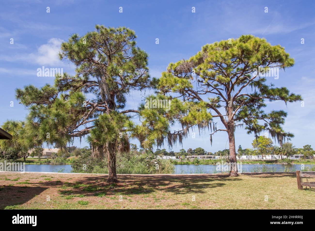 Venice rookery bird breeding island, Florida, USA Stock Photo - Alamy