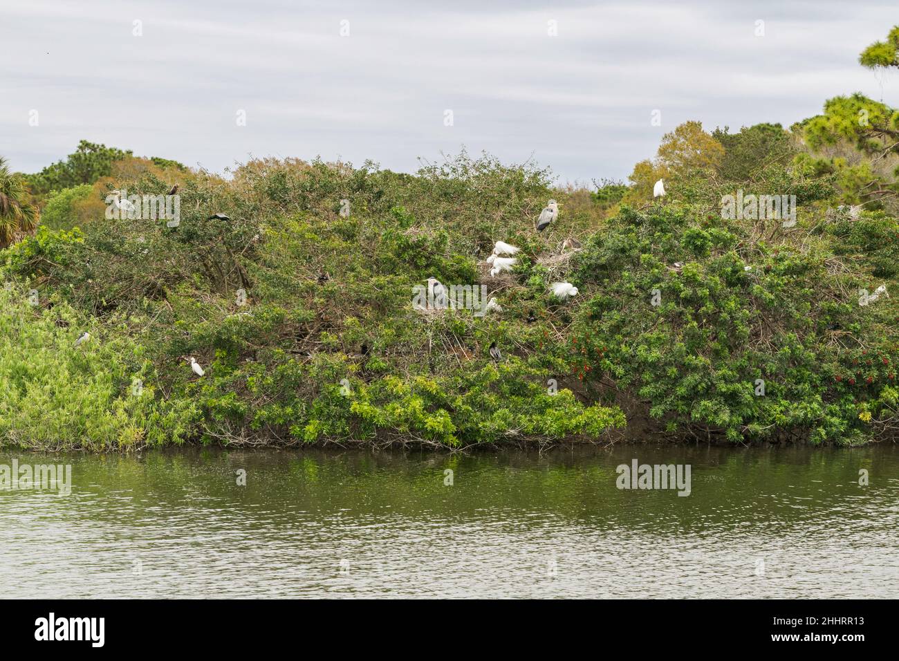 Venice rookery bird breeding island, Florida, USA Stock Photo - Alamy
