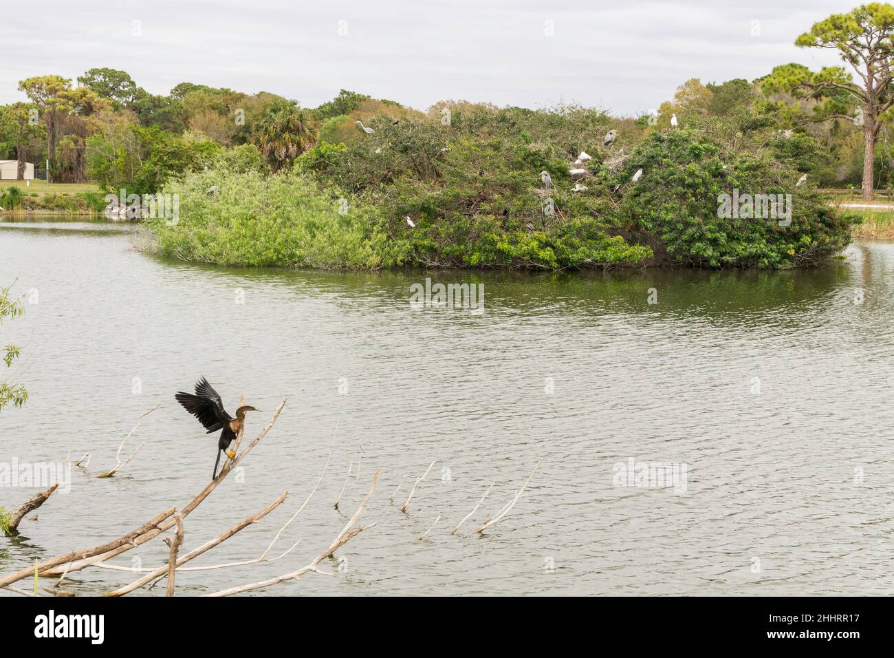 Venice rookery bird breeding island, Florida, USA Stock Photo - Alamy