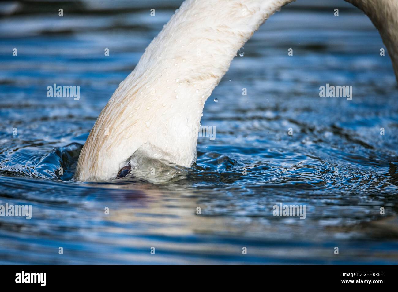 Dips into water for food hi-res stock photography and images - Alamy