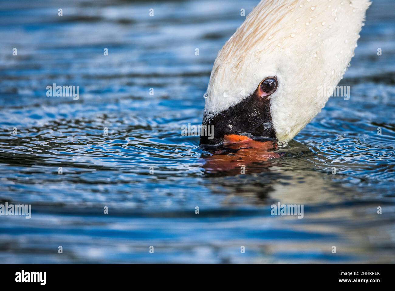 Dips into water for food hi-res stock photography and images - Alamy
