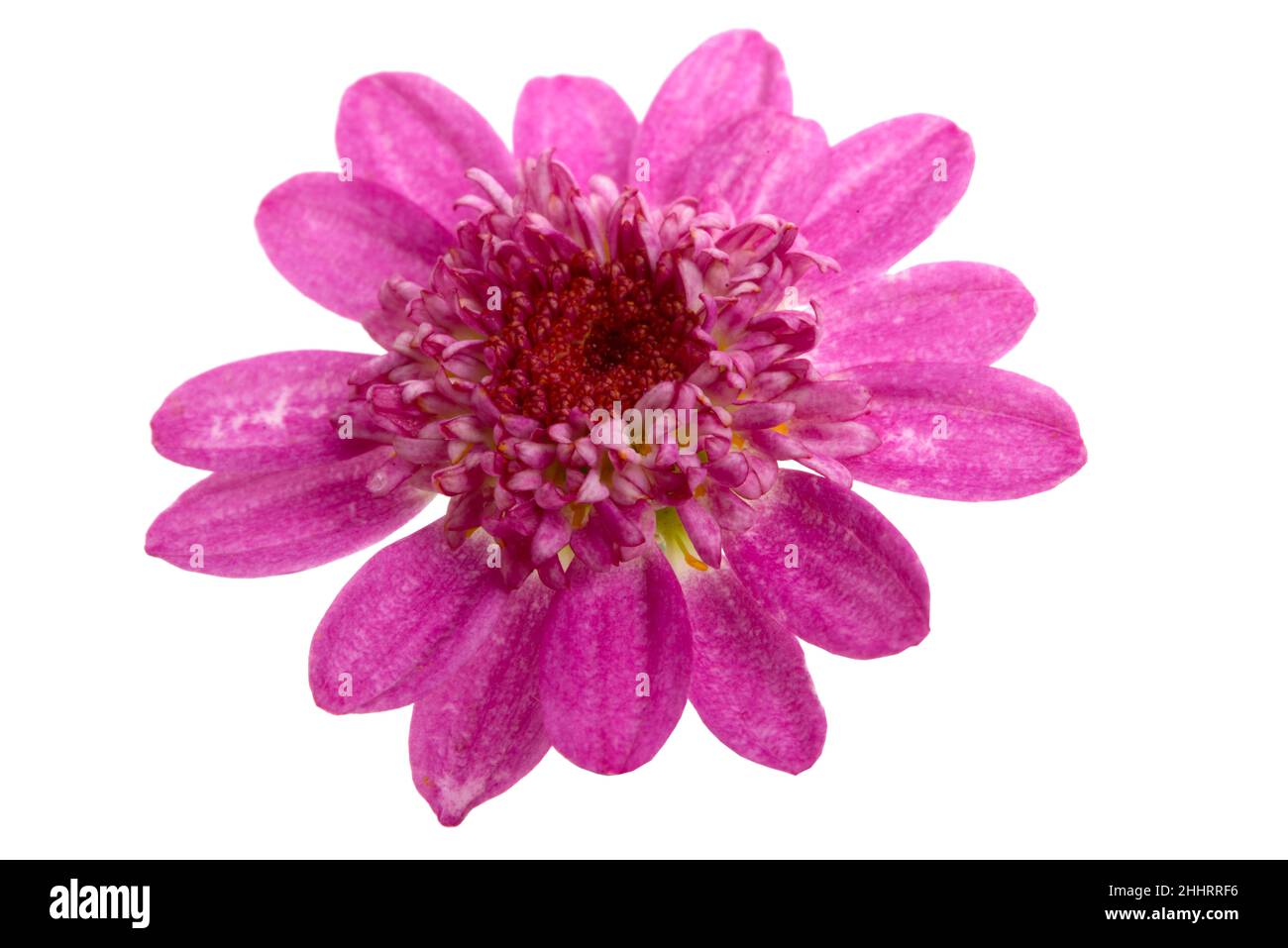 beautiful purple flower isolated on the white Stock Photo - Alamy