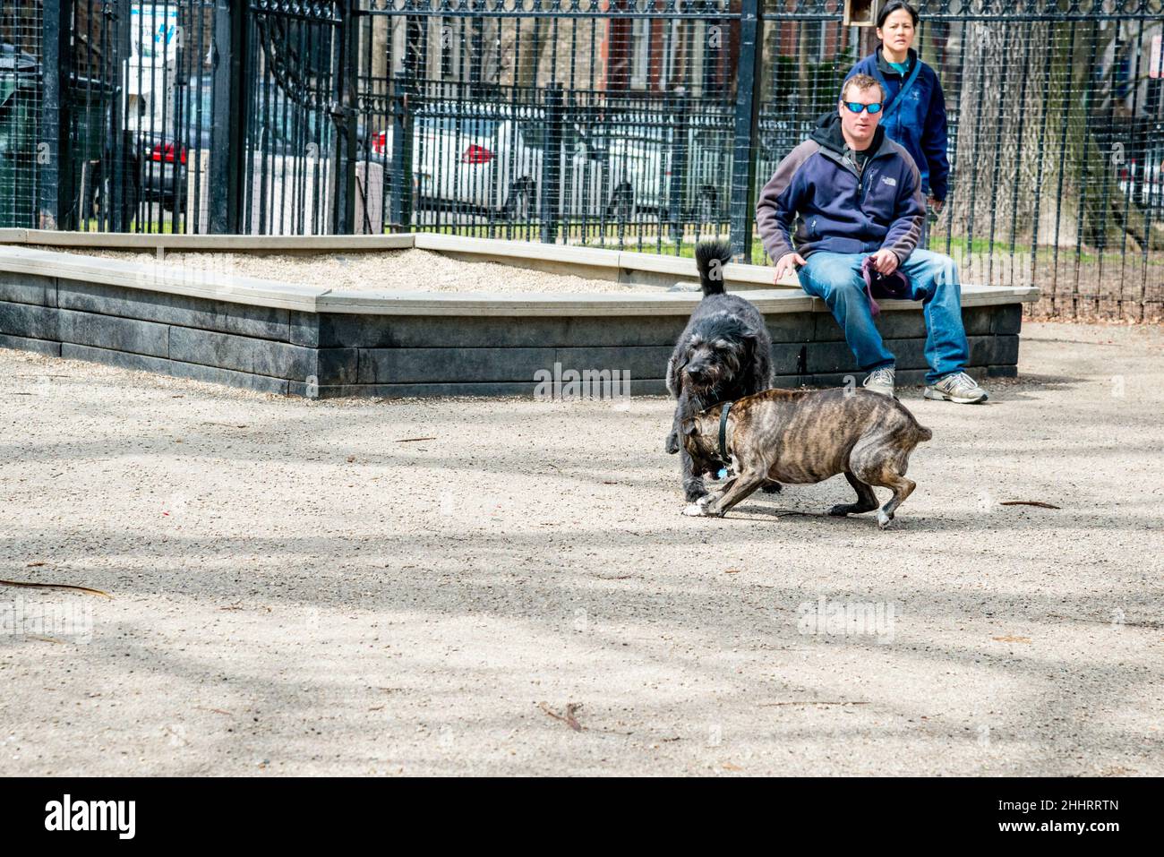 Dogs playing with their owners hi-res stock photography and images - Alamy