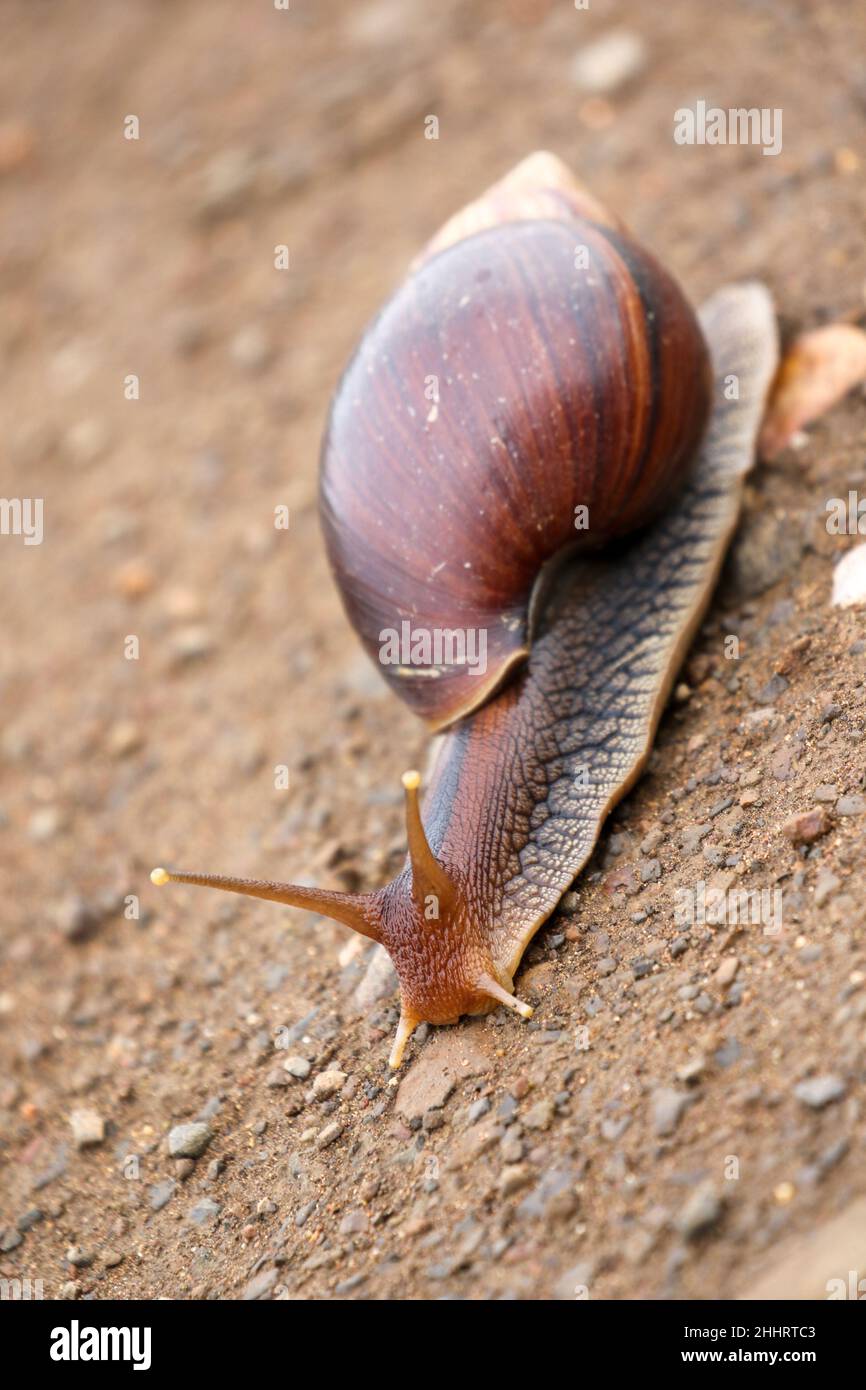 Giant african snail hi-res stock photography and images - Alamy