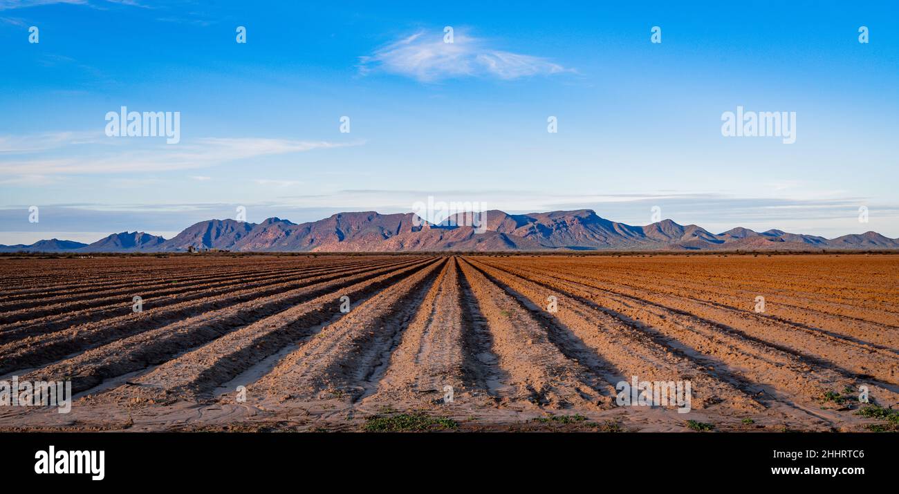 A fallow field in a large-scale industrial farming operation with rows ...