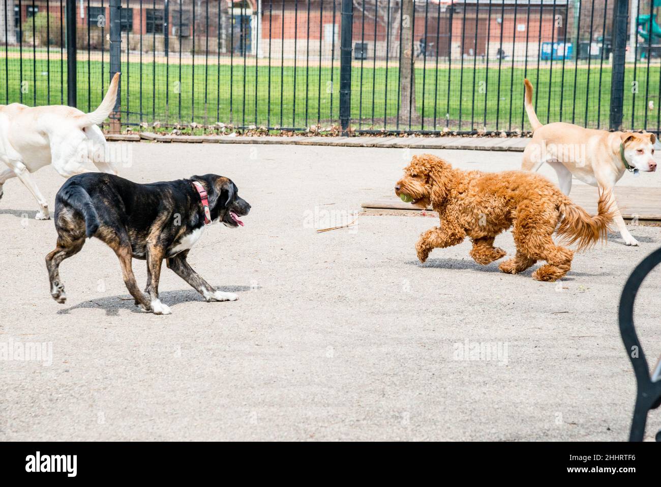 Dogs playing with their owners hi-res stock photography and images - Alamy