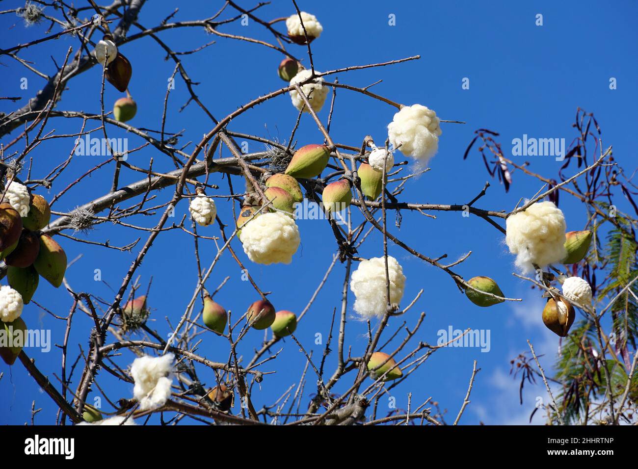 Kapok, Pochote, Ceiba aesculifolia, Mexico, North America Stock Photo ...