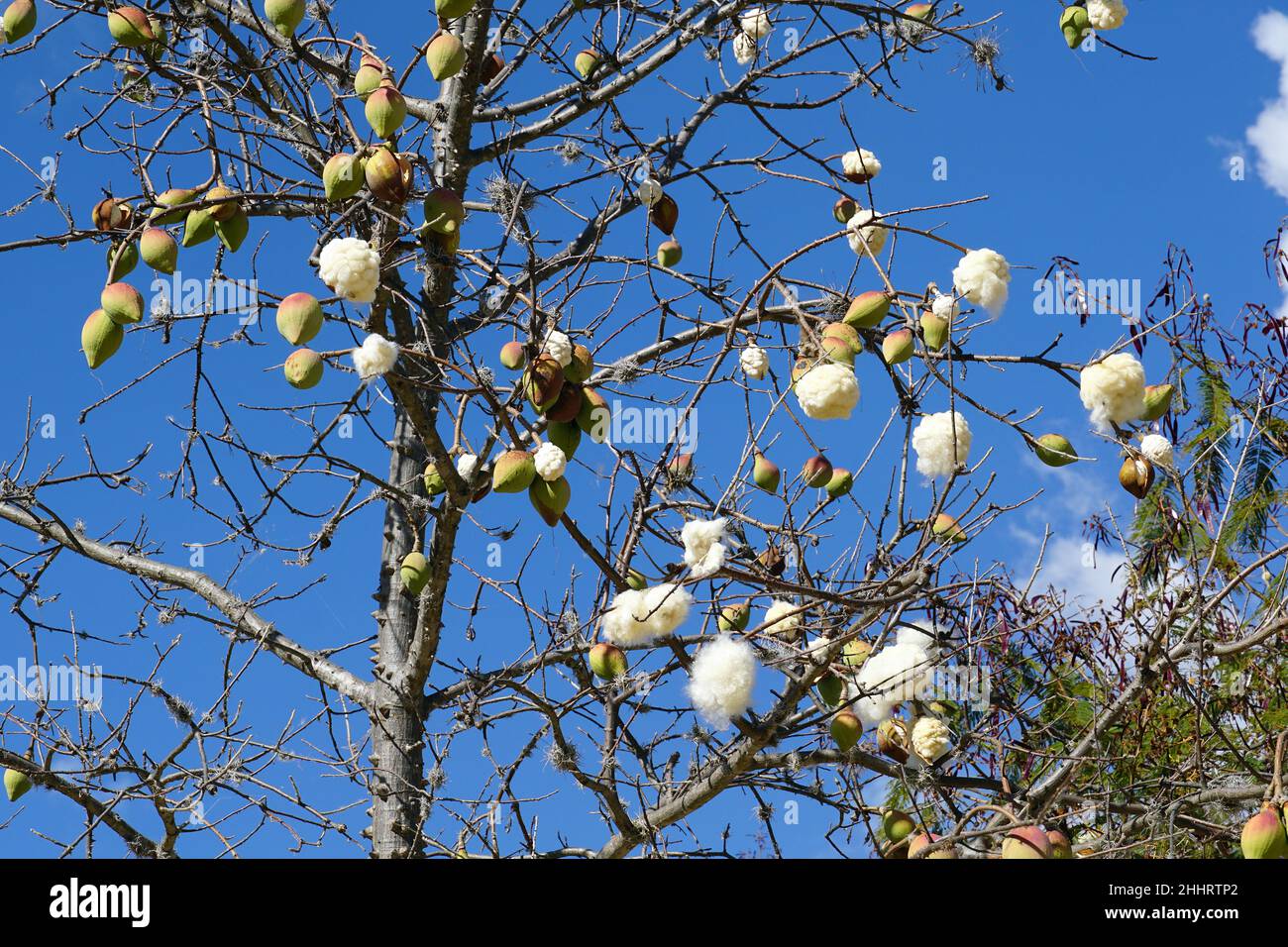 Kapok, Pochote, Ceiba aesculifolia, Mexico, North America Stock Photo ...