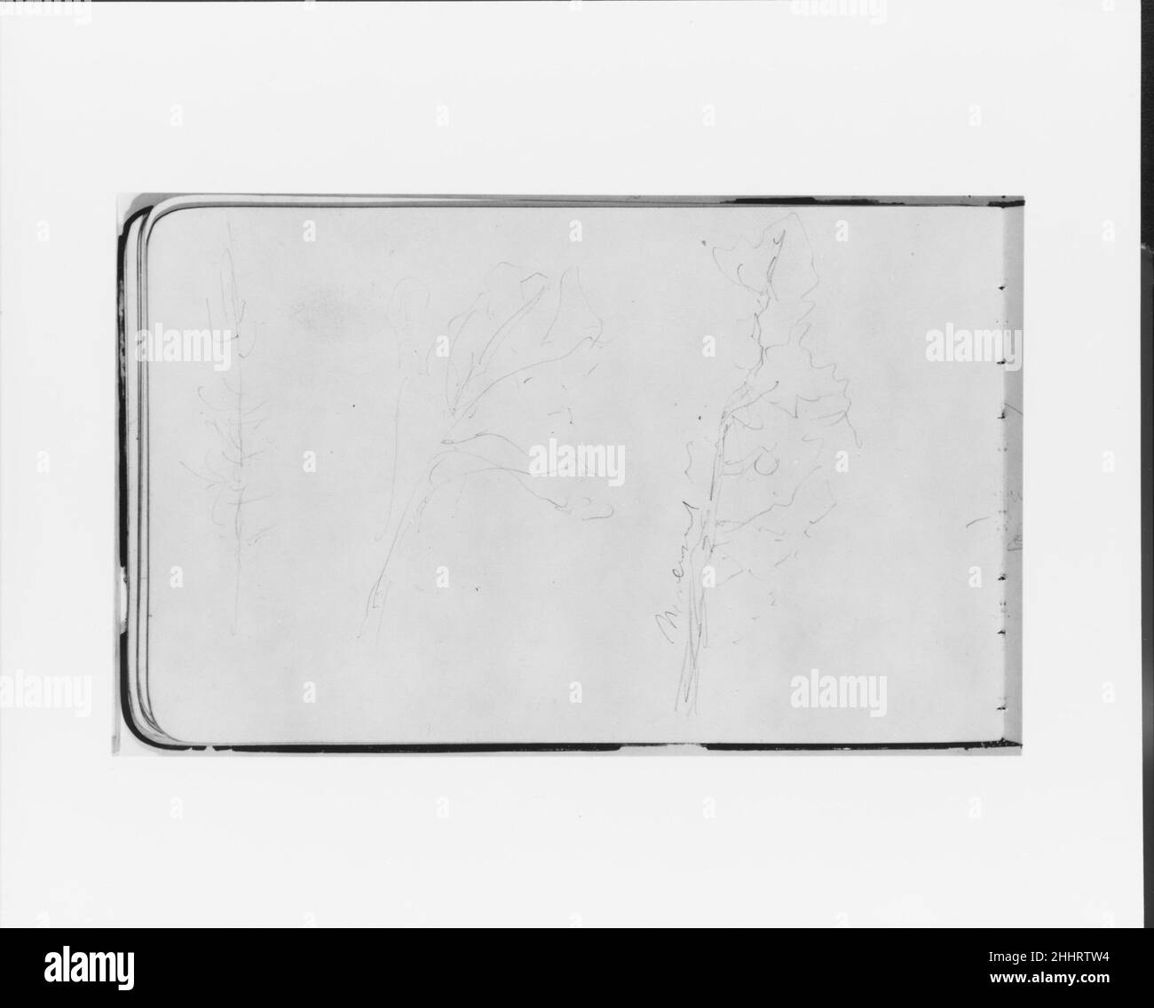 American foliage forest Black and White Stock Photos & Images - Alamy