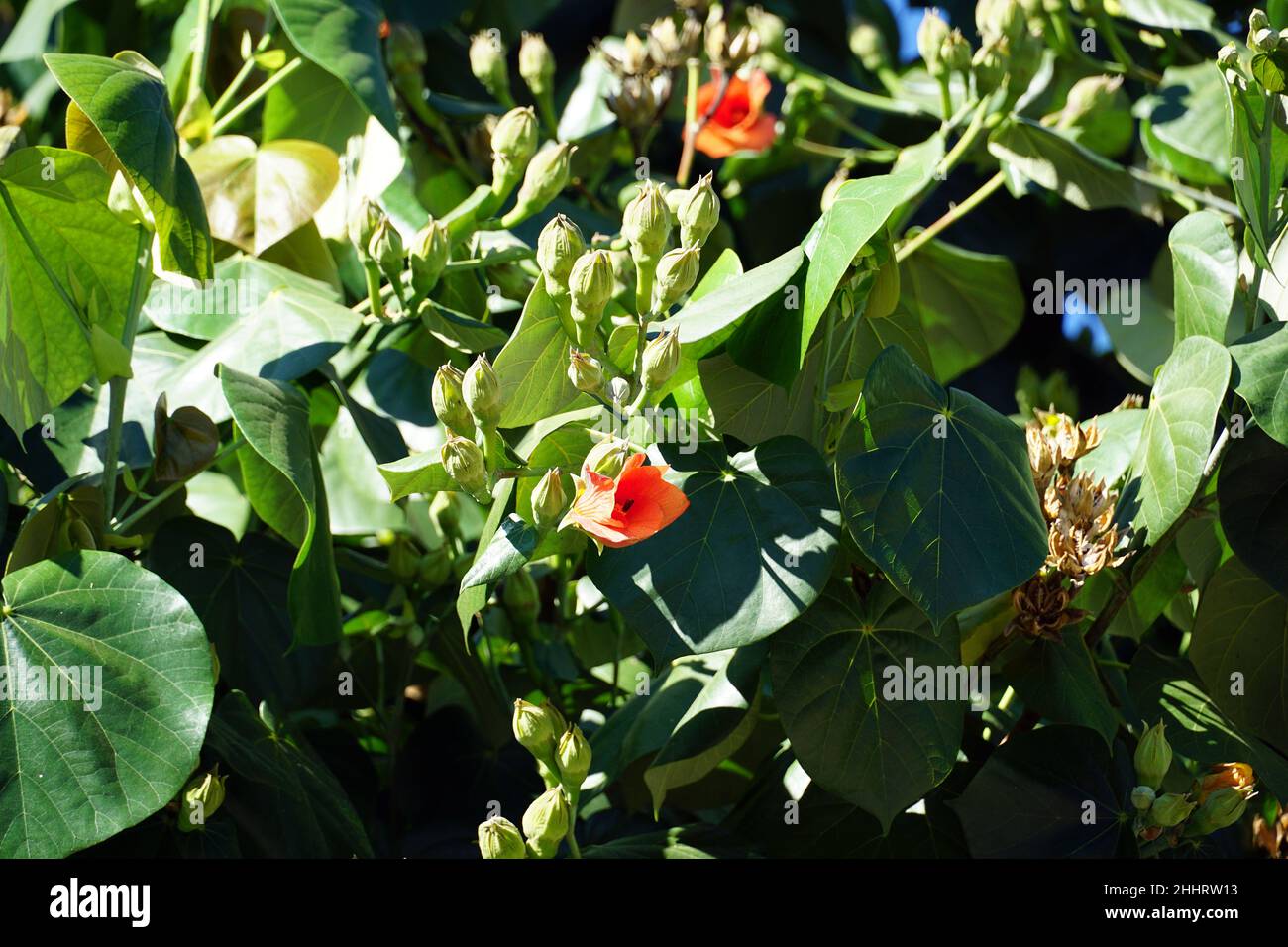 sea hibiscus, beach hibiscus, green cottonwood, native hibiscus, native ...