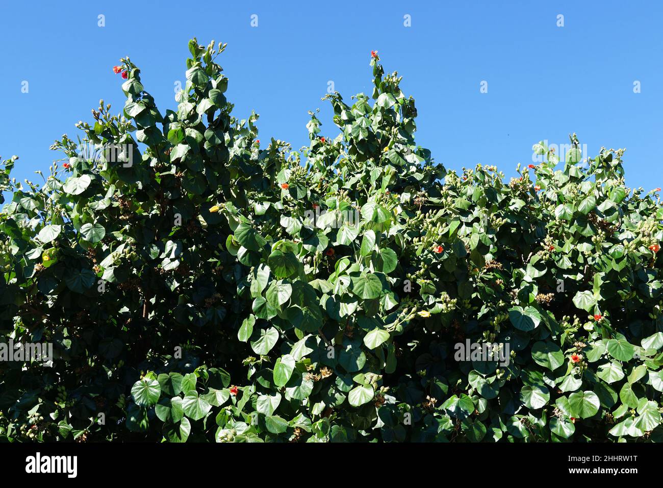 sea hibiscus, beach hibiscus, green cottonwood, native hibiscus, native ...