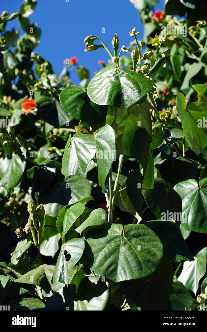 sea hibiscus, beach hibiscus, green cottonwood, native hibiscus, native ...