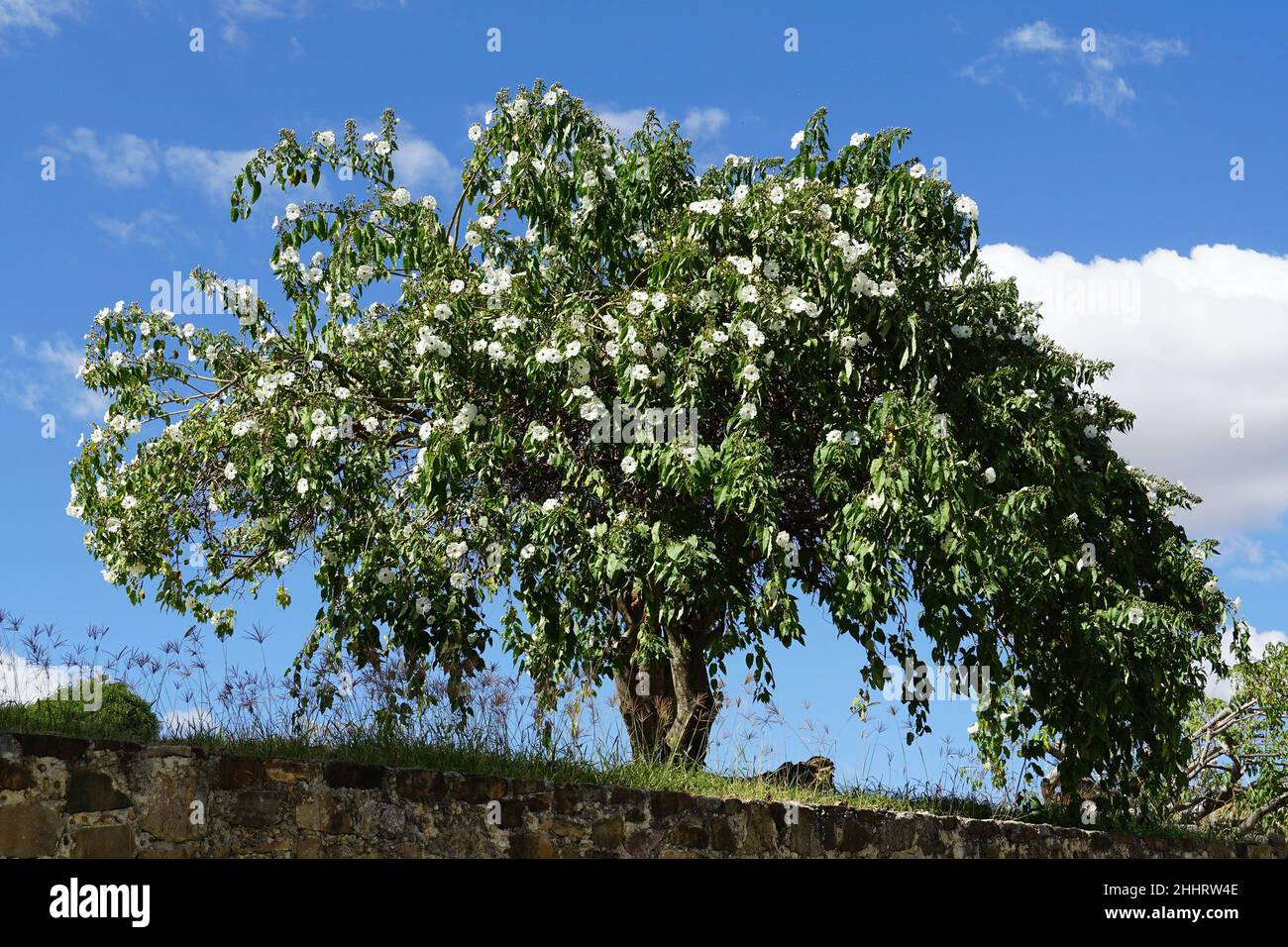 Tree Morning Glory, Ipomoea pauciflora, Mexico, North America Stock ...