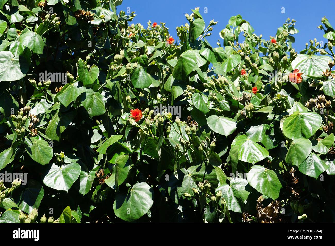 sea hibiscus, beach hibiscus, green cottonwood, native hibiscus, native ...