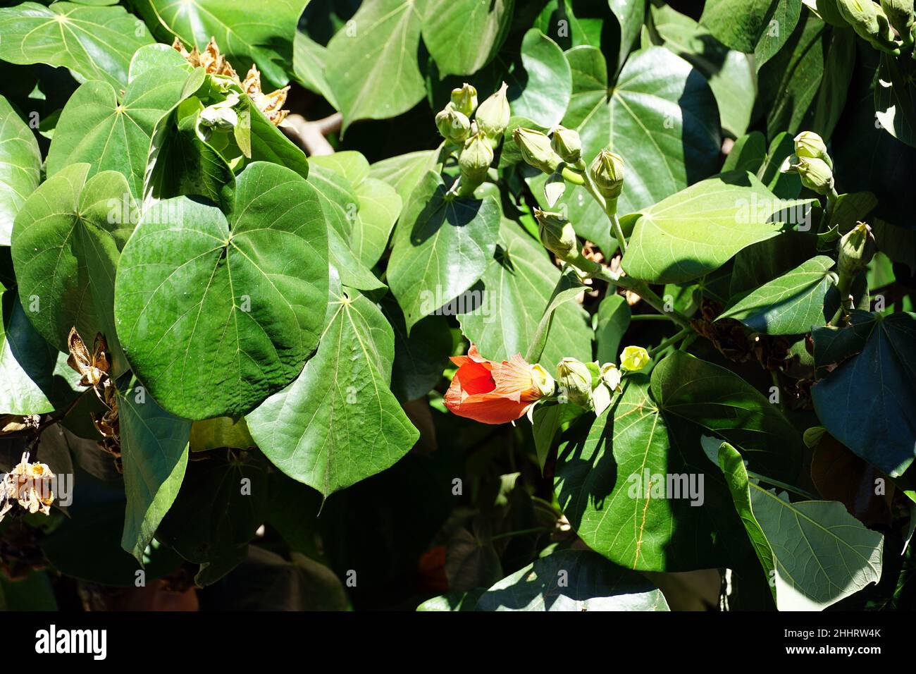 sea hibiscus, beach hibiscus, green cottonwood, native hibiscus, native ...