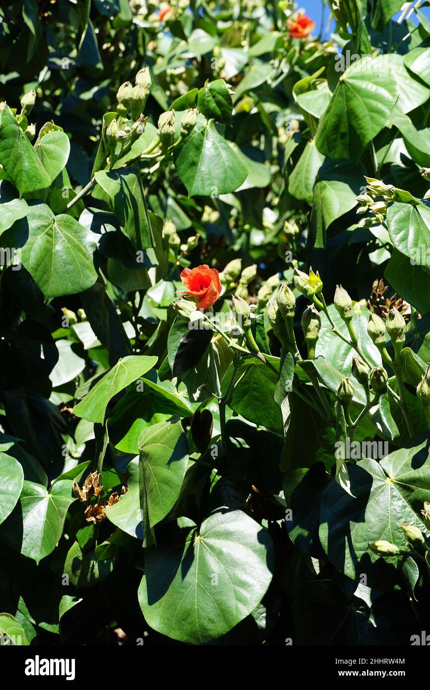 sea hibiscus, beach hibiscus, green cottonwood, native hibiscus, native ...