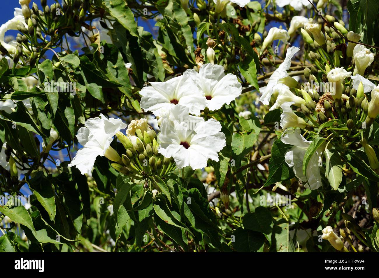 Tree Morning Glory, Ipomoea pauciflora, Mexico, North America Stock ...