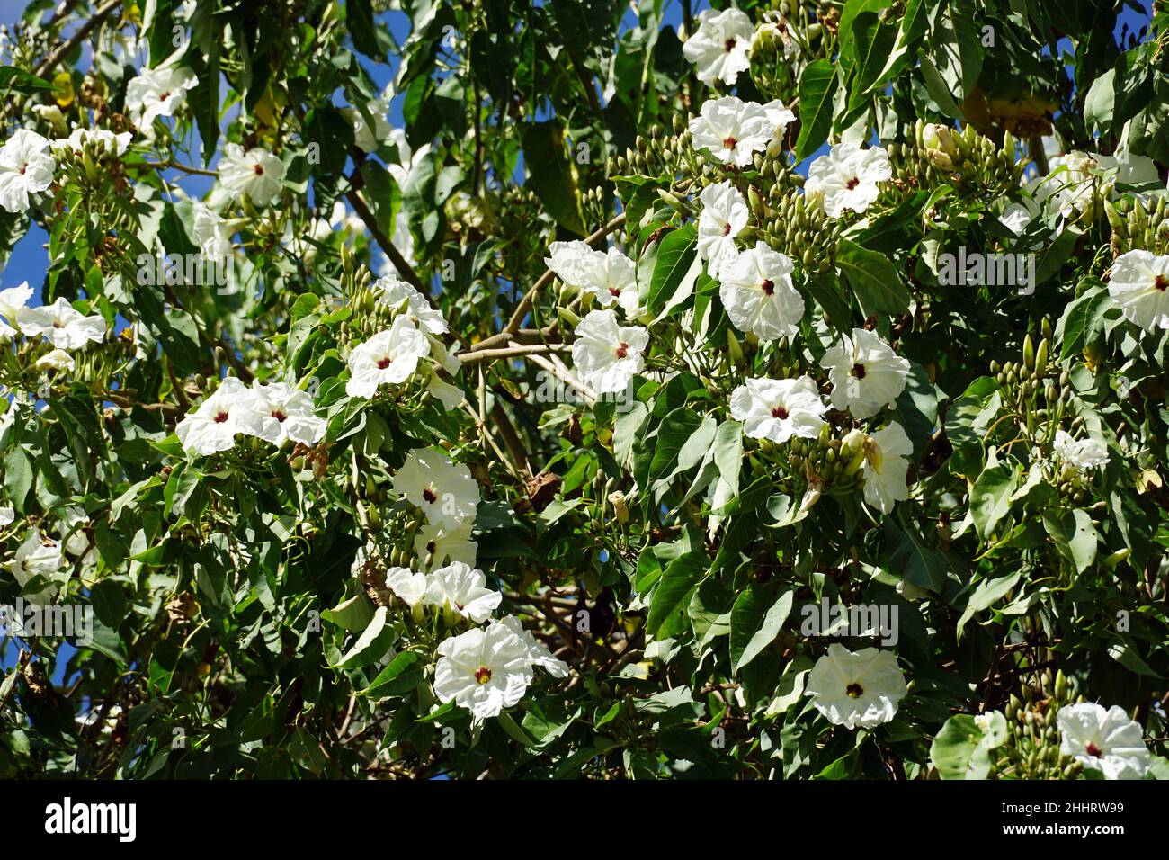 Tree Morning Glory, Ipomoea pauciflora, Mexico, North America Stock ...