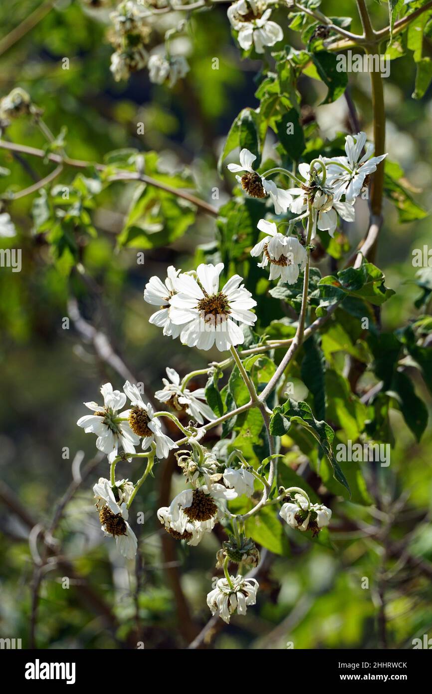 Montanoa bipinnatifida, Mexico, North America Stock Photo - Alamy