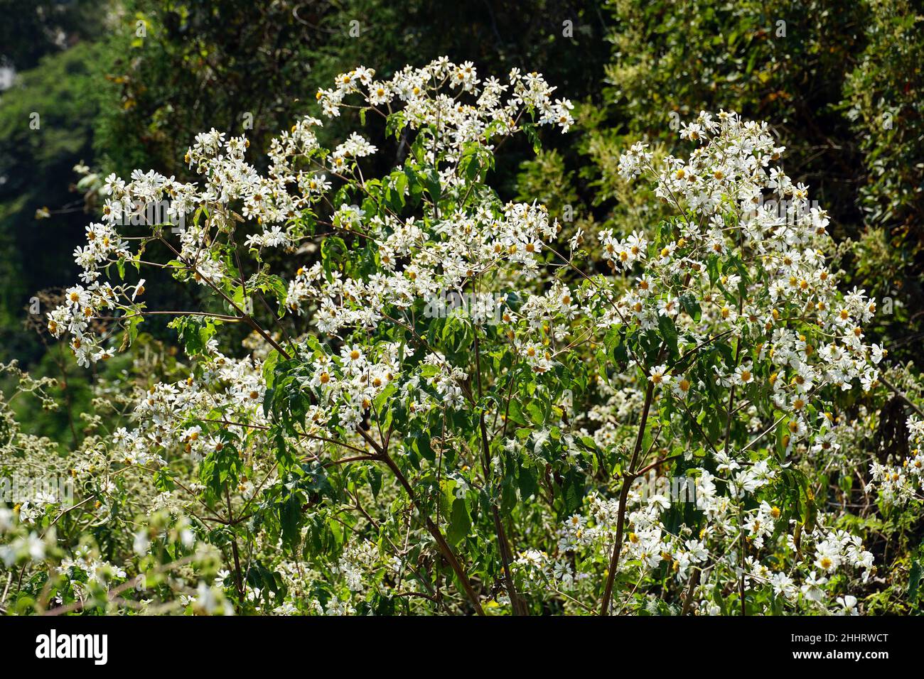 Montanoa bipinnatifida, Mexico, North America Stock Photo - Alamy