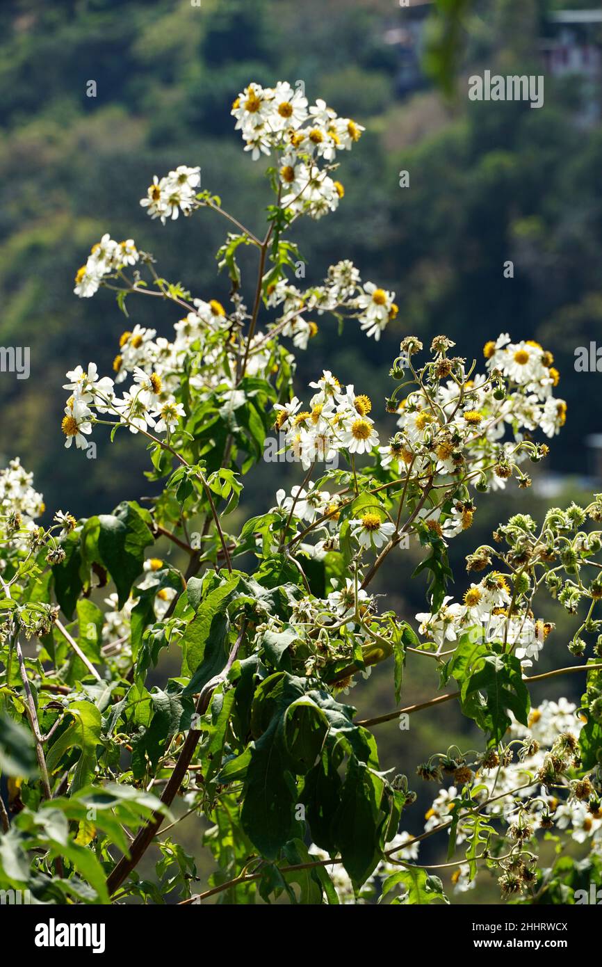 Montanoa bipinnatifida, Mexico, North America Stock Photo - Alamy